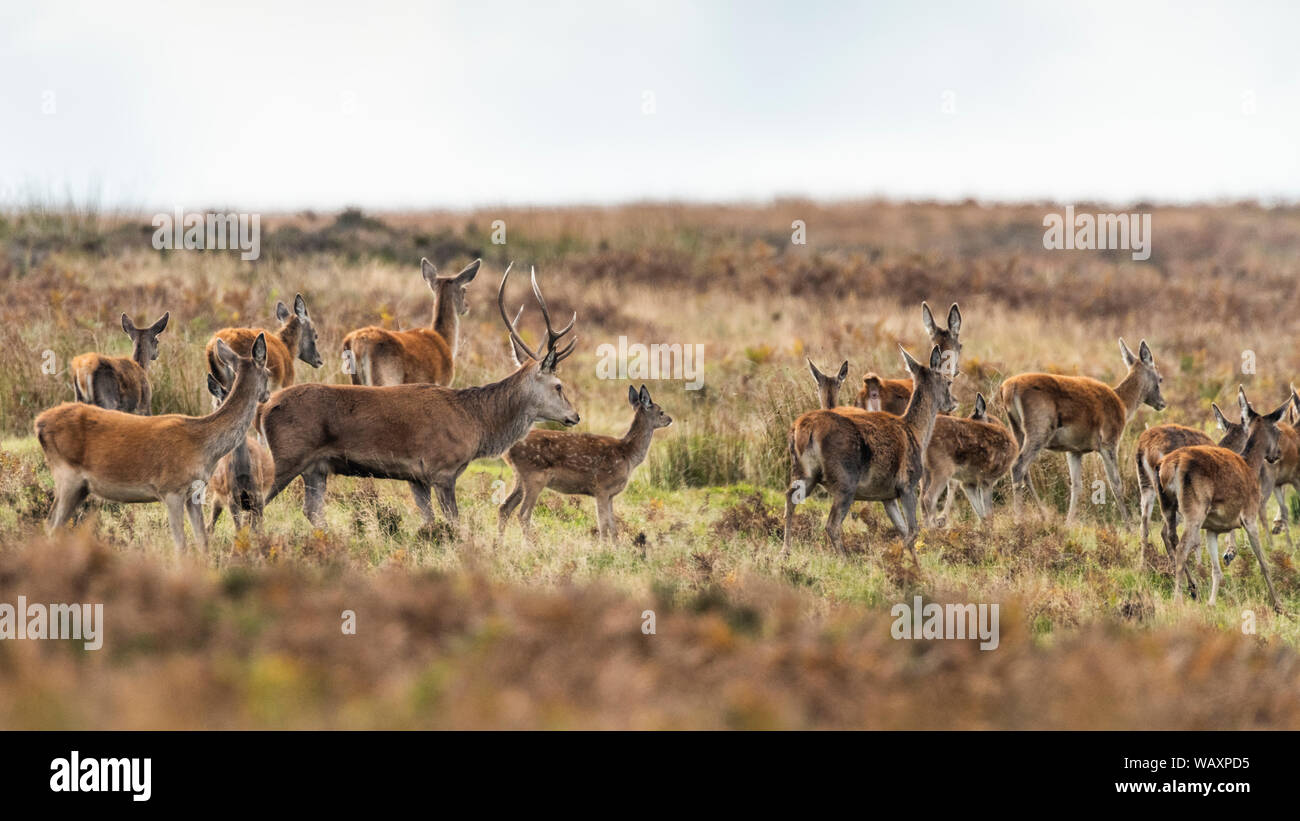 Red deer on Exmoor, herd of deer on open moorland, stag, hinds and fawn ...