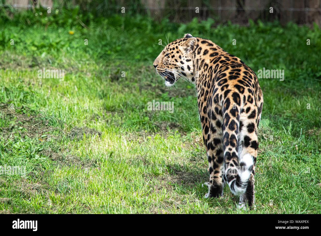Amur Leopard Hunting High Resolution Stock Photography and Images - Alamy