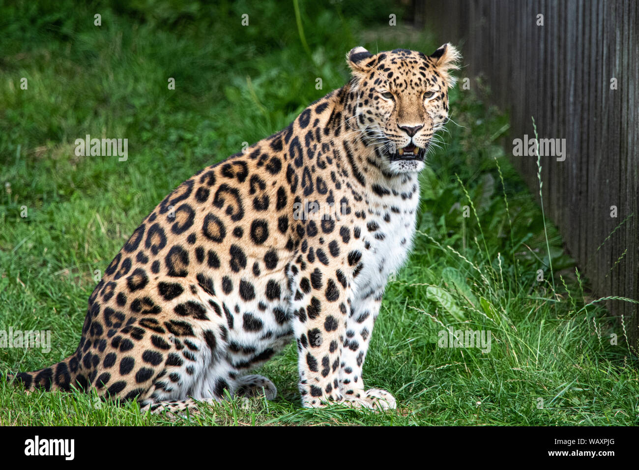 Amur Leopard close up natural Stock Photo - Alamy