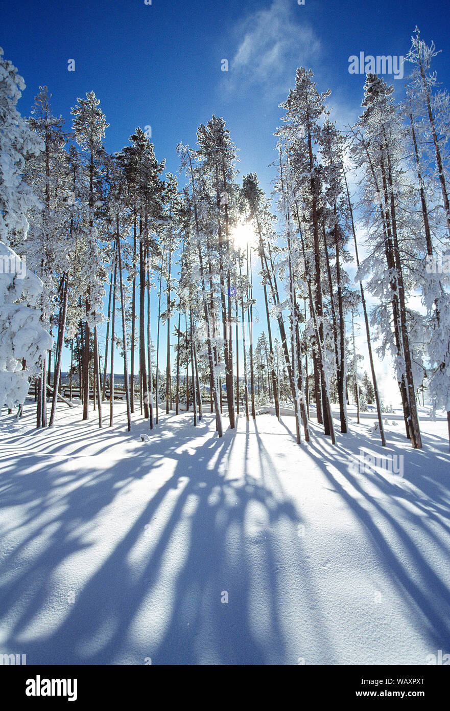 USA. Wyoming. Yellowstone National Park. Winter snow scene Stock Photo ...