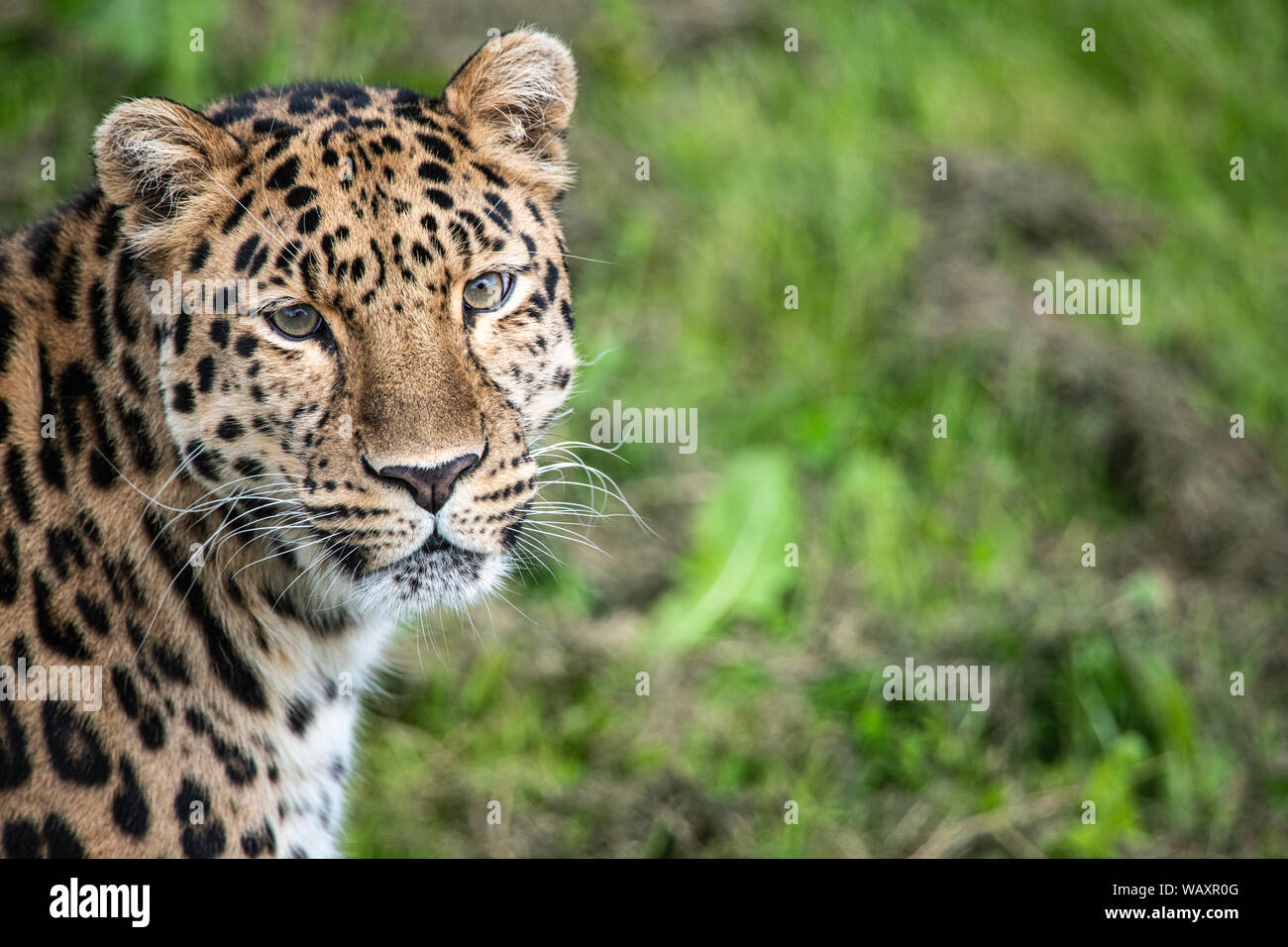 Amur Leopard close up natural Stock Photo - Alamy