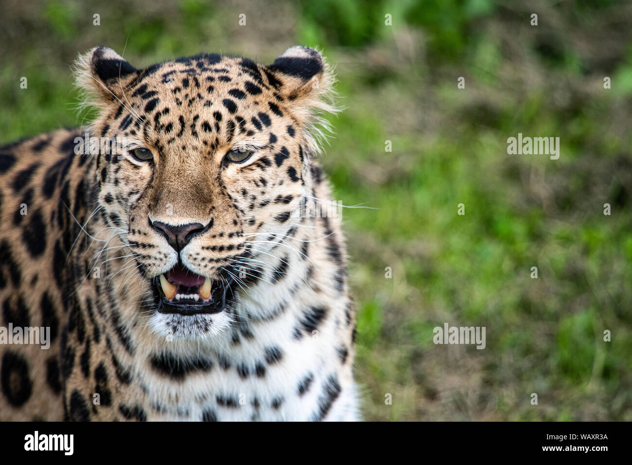 Amur Leopard close up natural Stock Photo - Alamy
