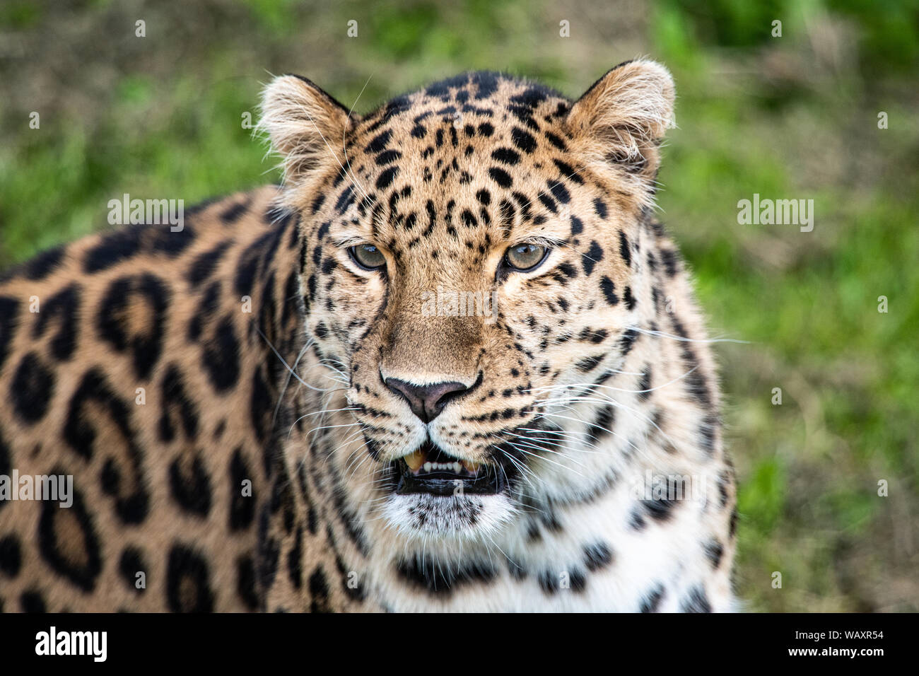Amur Leopard close up natural Stock Photo - Alamy