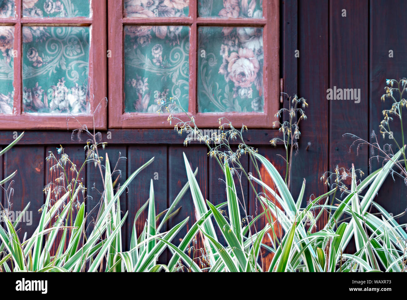 Front garden shack plants hi-res stock photography and images - Alamy