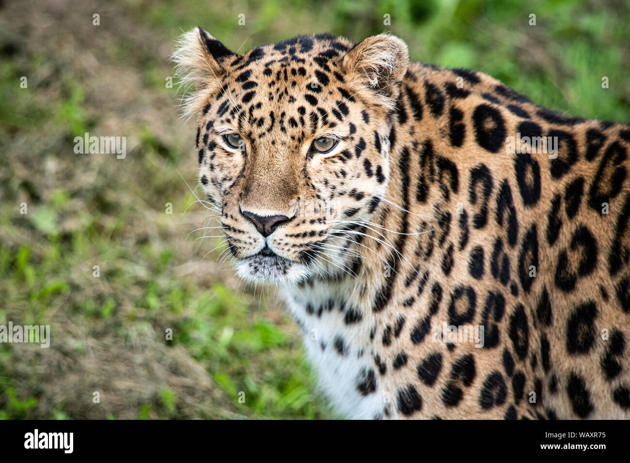 Amur Leopard close up natural Stock Photo - Alamy