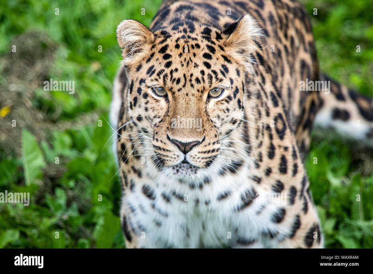 Amur Leopard close up natural Stock Photo - Alamy