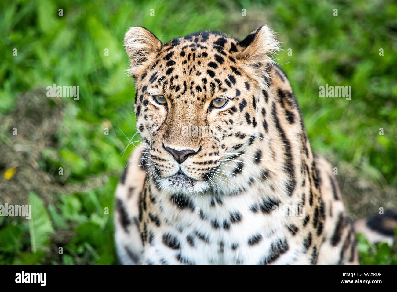 Amur Leopard close up natural Stock Photo - Alamy