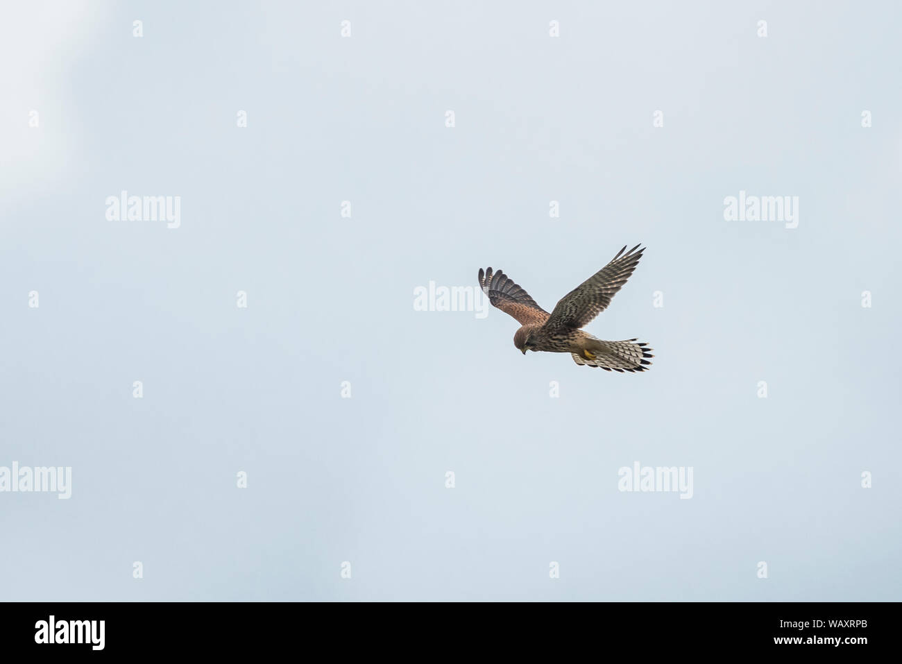 Hovering kestrel in a clear blue sky Stock Photo - Alamy