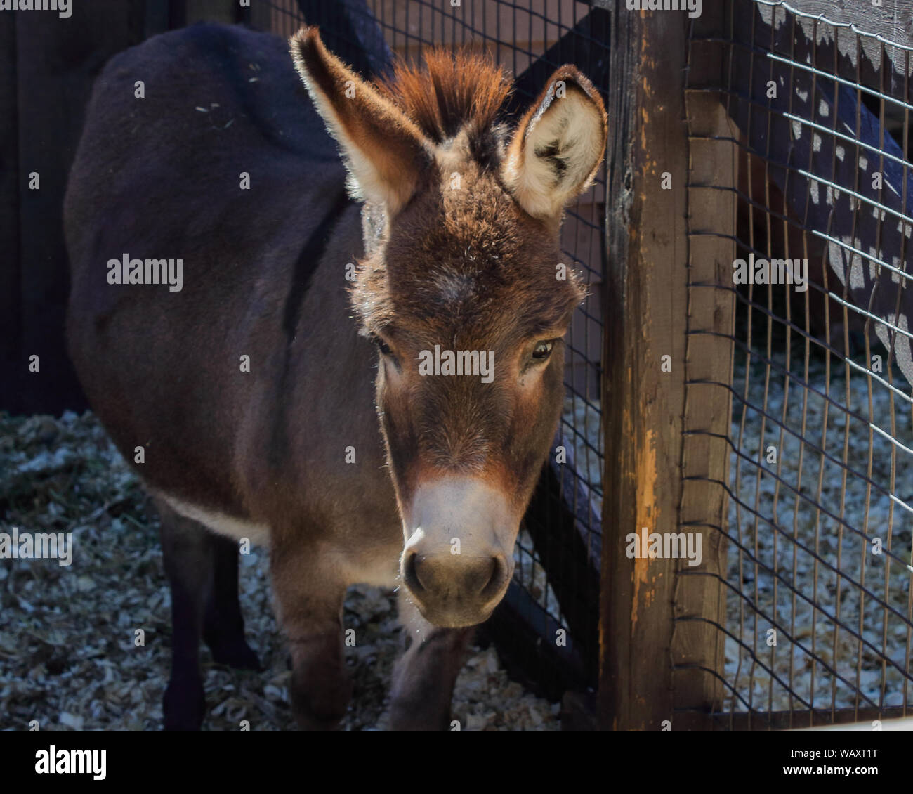 Big eared donkey cooling off in a barns stall during a hot summer ...