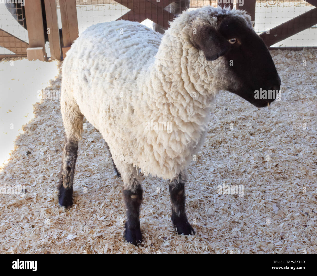 shropshire sheep in a barns shaded stall during a hot summer day Stock ...
