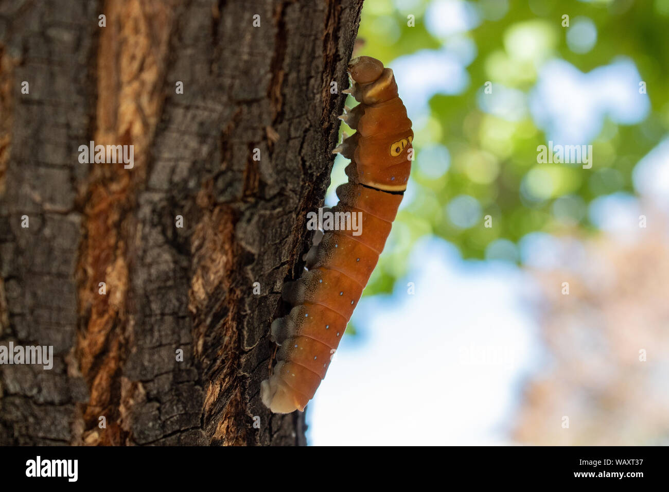 Caterpillar in tree hi-res stock photography and images - Alamy