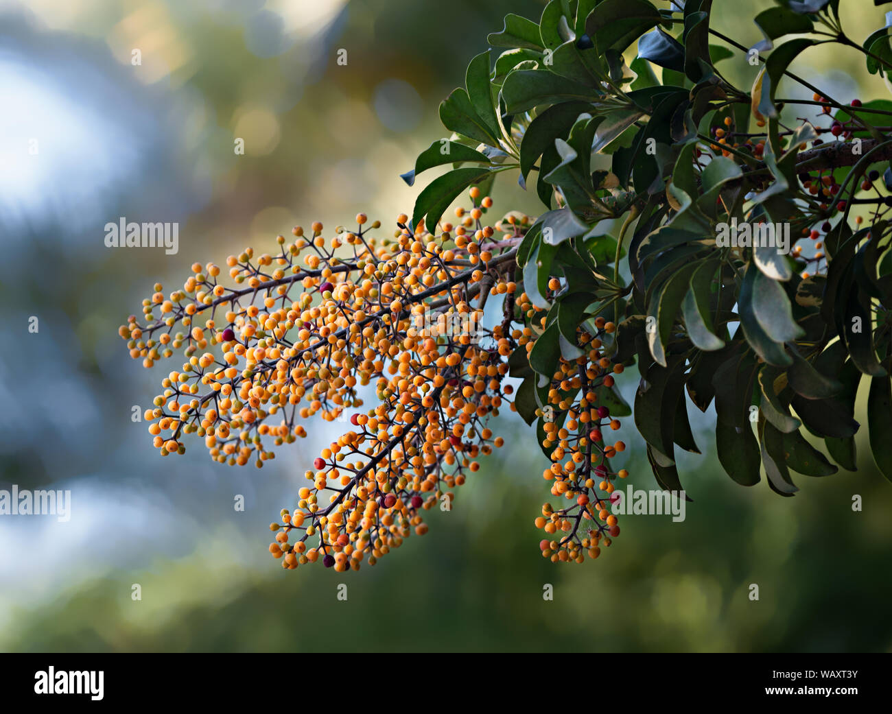 Clusters of Yellow Berries Growing on a Tree in the Garden Stock Photo ...