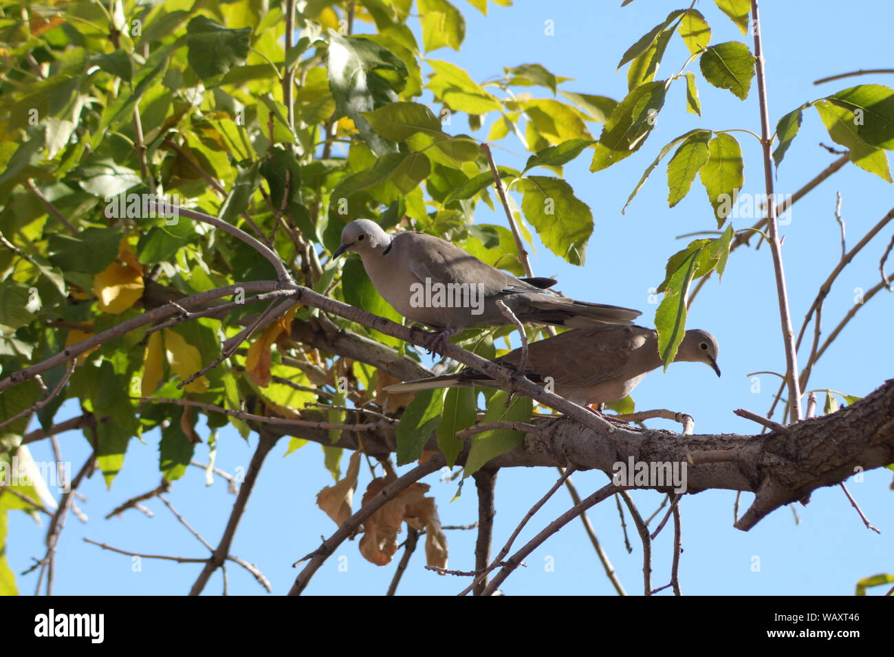 Pair of doves in tree hi-res stock photography and images - Alamy