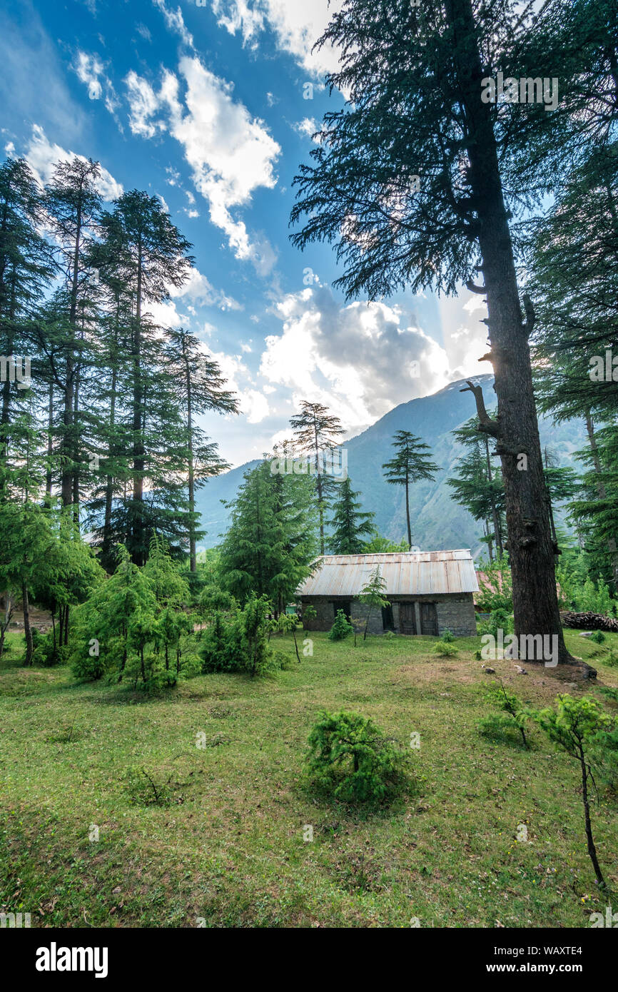 Photo of Pine tree forest in himalayas Stock Photo - Alamy