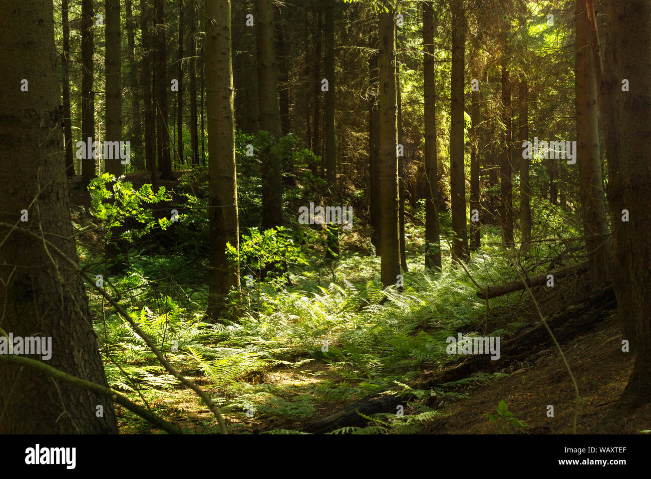 Sunbeam breaks through dense coniferous forest with ferns and green ...
