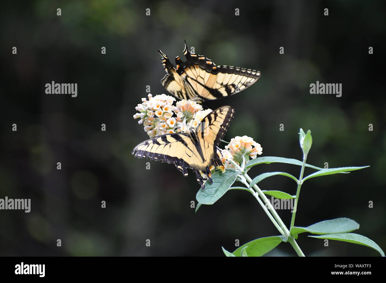 butterfly, butterflies on butterfly bush Stock Photo - Alamy