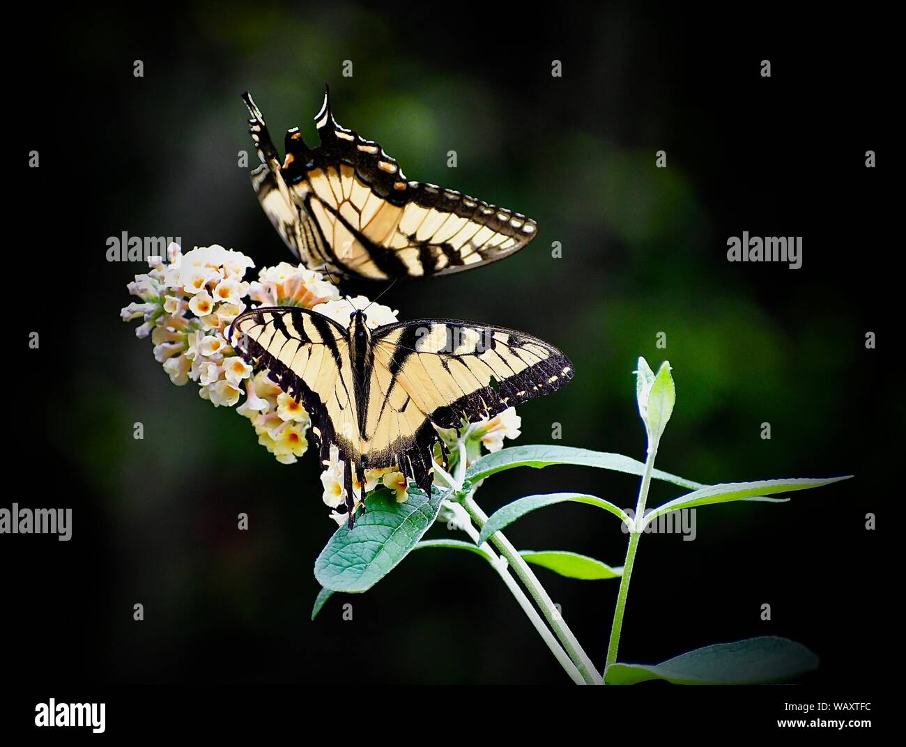 butterfly, butterflies on butterfly bush Stock Photo - Alamy