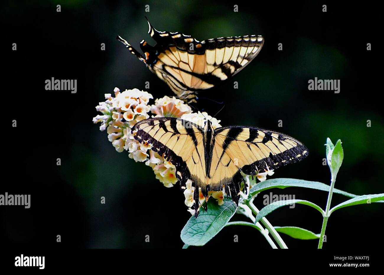 butterfly, butterflies on butterfly bush Stock Photo - Alamy