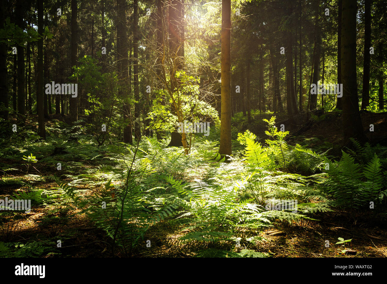 Sunbeam breaks through dense coniferous forest with ferns and green ...