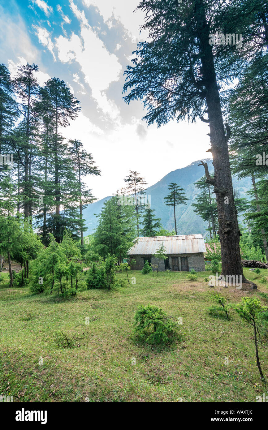 Photo of Pine tree forest in himalayas Stock Photo - Alamy