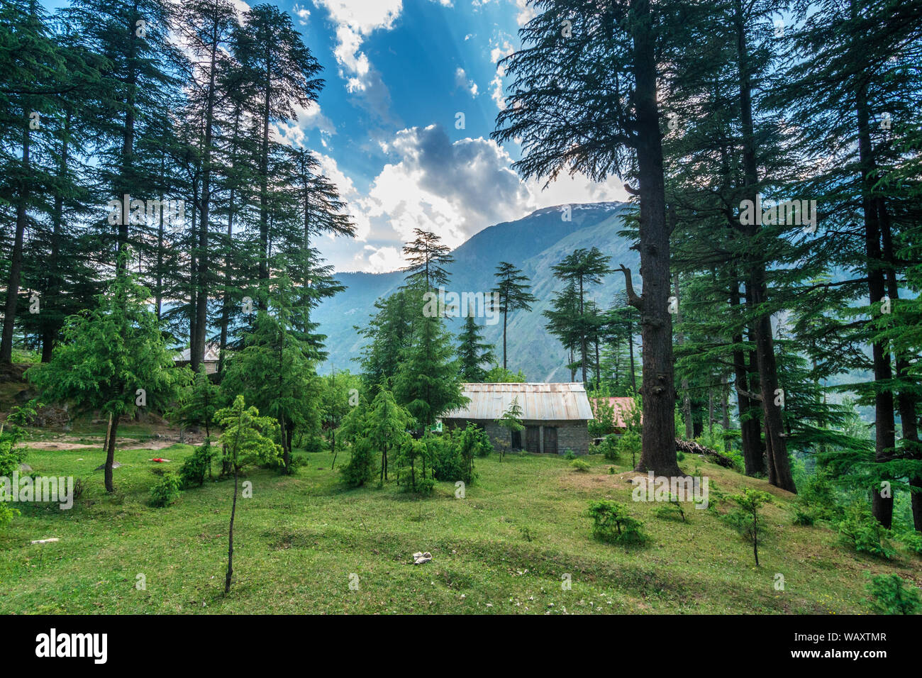 Photo of Pine tree forest in himalayas Stock Photo - Alamy