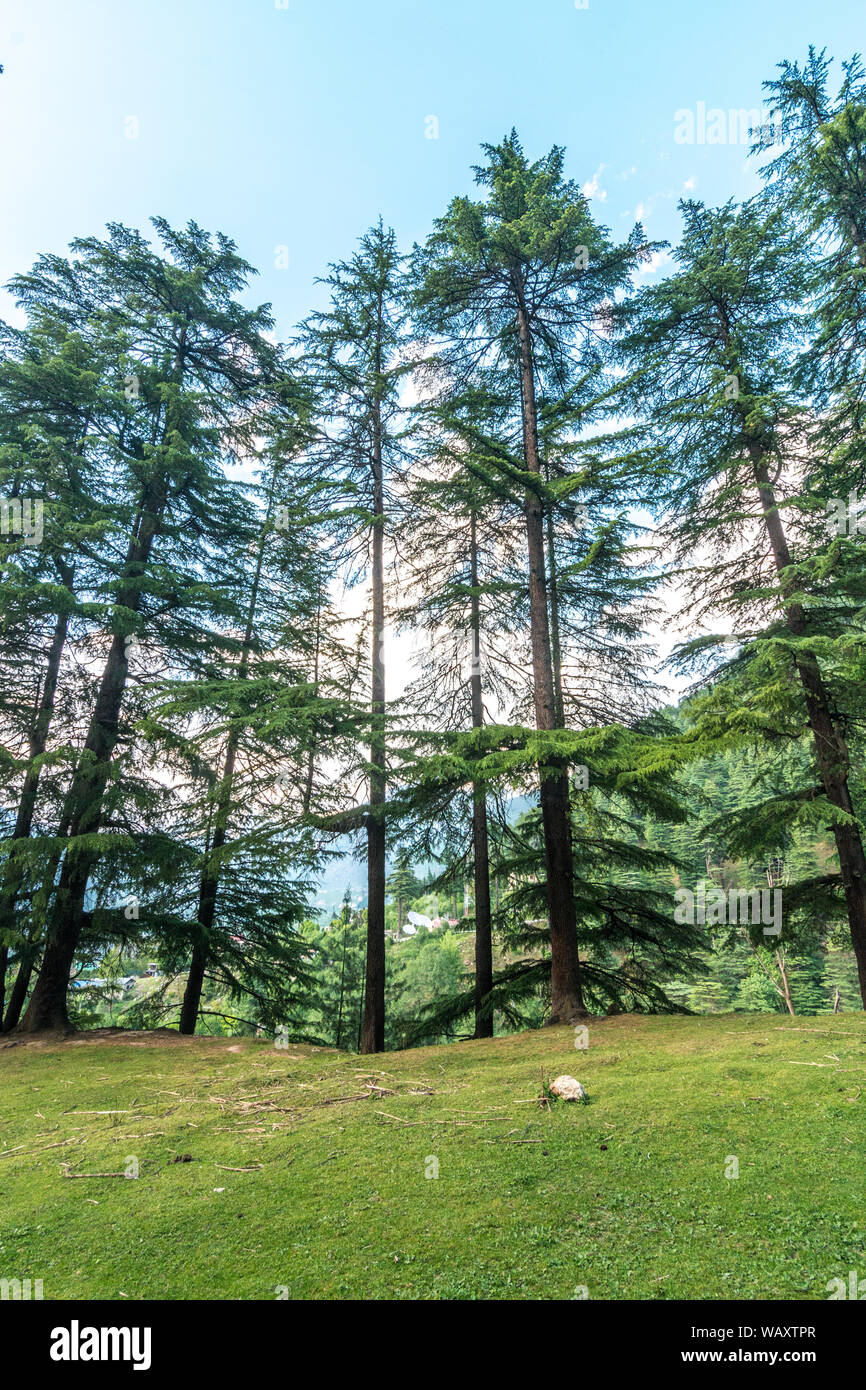 Photo of Pine tree forest in himalayas Stock Photo - Alamy