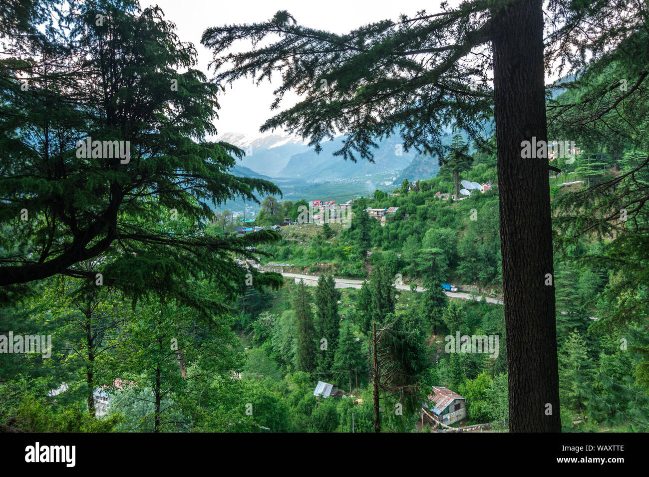 Photo of Pine tree forest in himalayas Stock Photo - Alamy