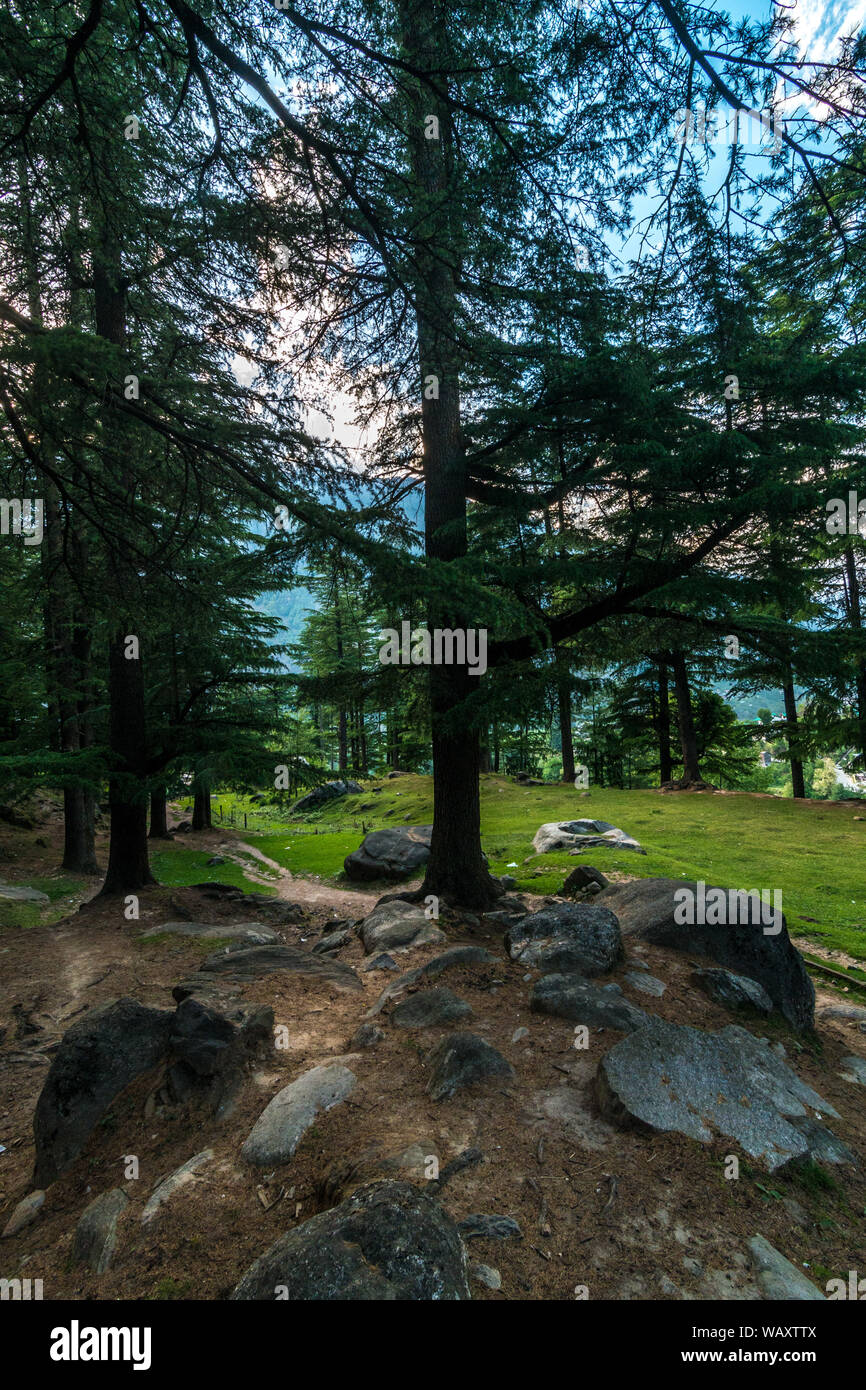 Photo of Pine tree forest in himalayas Stock Photo - Alamy