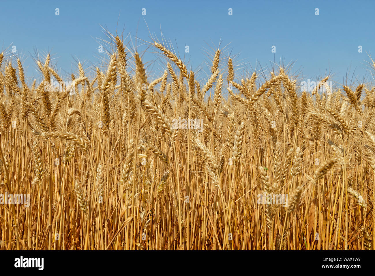 Farmed Barley grasses Stock Photo - Alamy