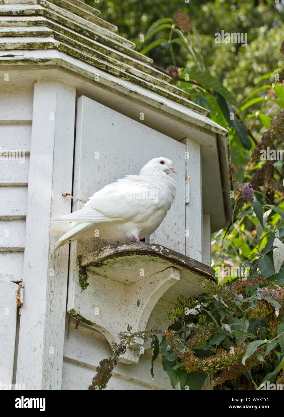 White dove in a dovecot at the Lost Gardens of Heligan, Pentewan ...