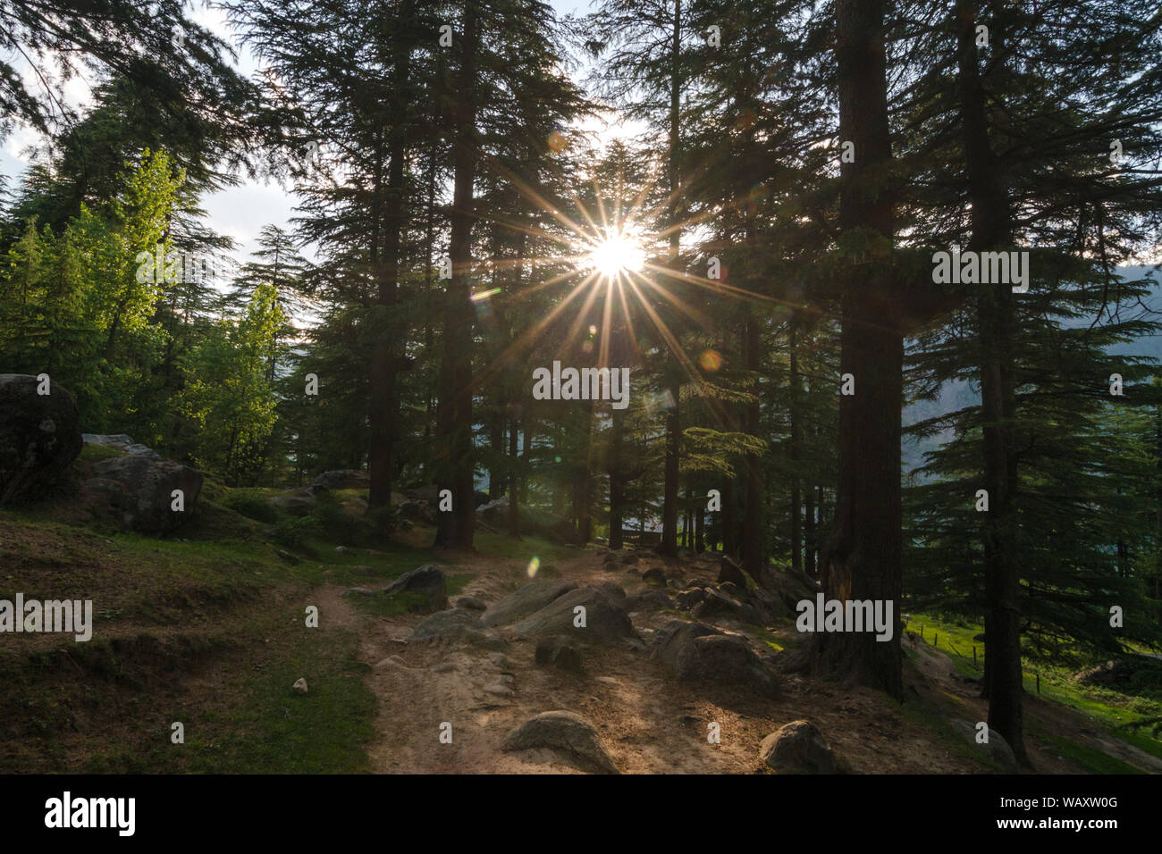 Photo of Pine tree forest in himalayas Stock Photo - Alamy
