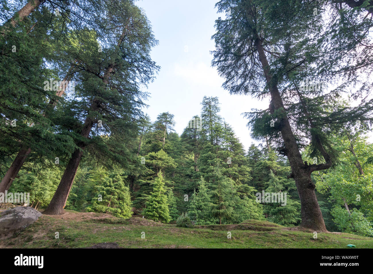 Photo of Pine tree forest in himalayas Stock Photo - Alamy