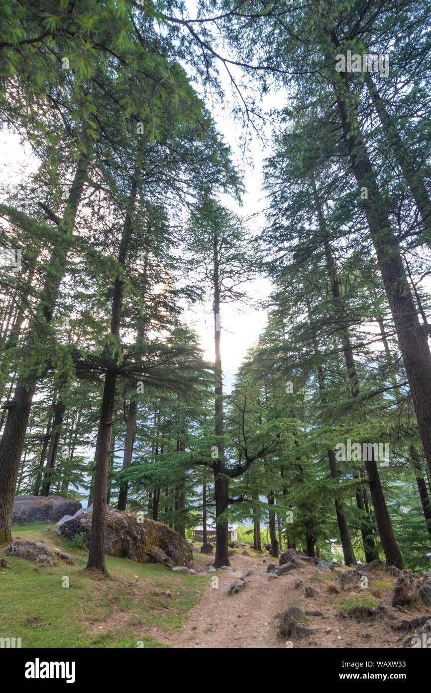 Photo of Pine tree forest in himalayas Stock Photo - Alamy