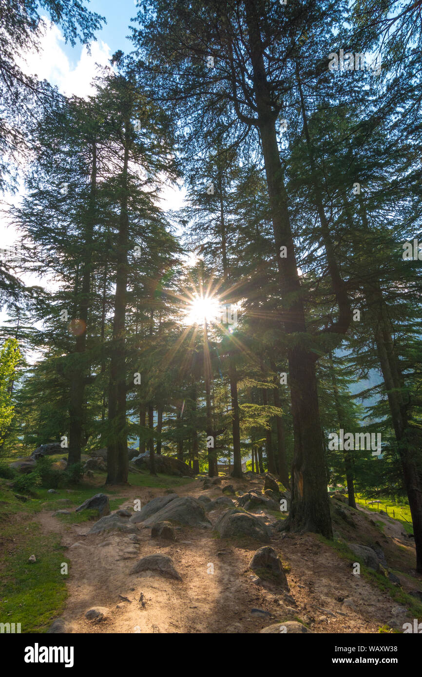 Pine tree at shimla hi-res stock photography and images - Alamy