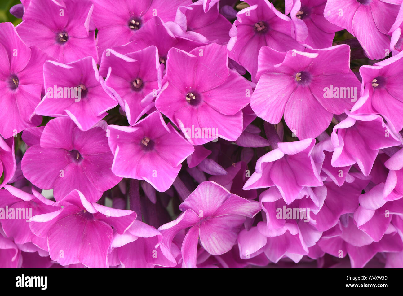 Close up violet flower of phlox (Phlox douglasii) plant. High ...