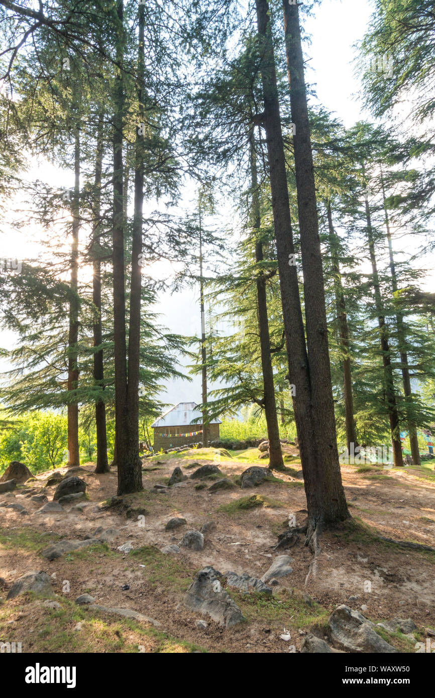 Pine Tree At Shimla High Resolution Stock Photography and Images - Alamy