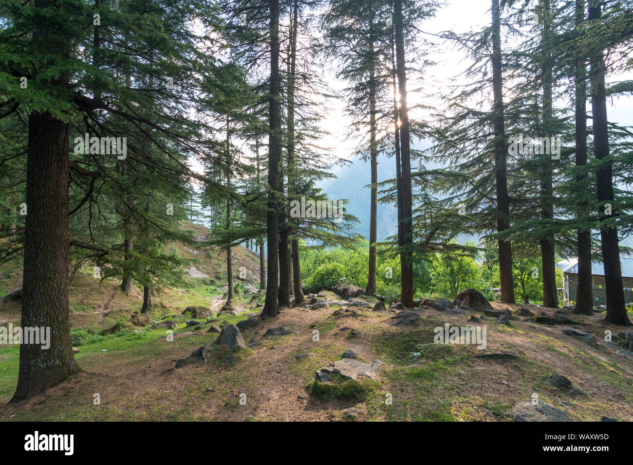 Photo of Pine tree forest in himalayas Stock Photo - Alamy