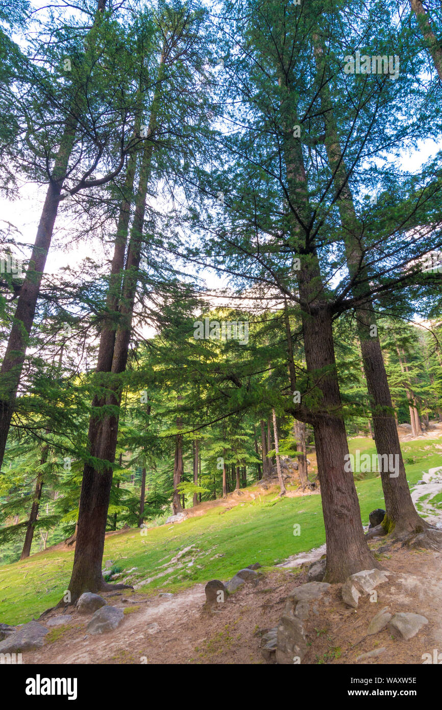 Photo of Pine tree forest in himalayas Stock Photo - Alamy