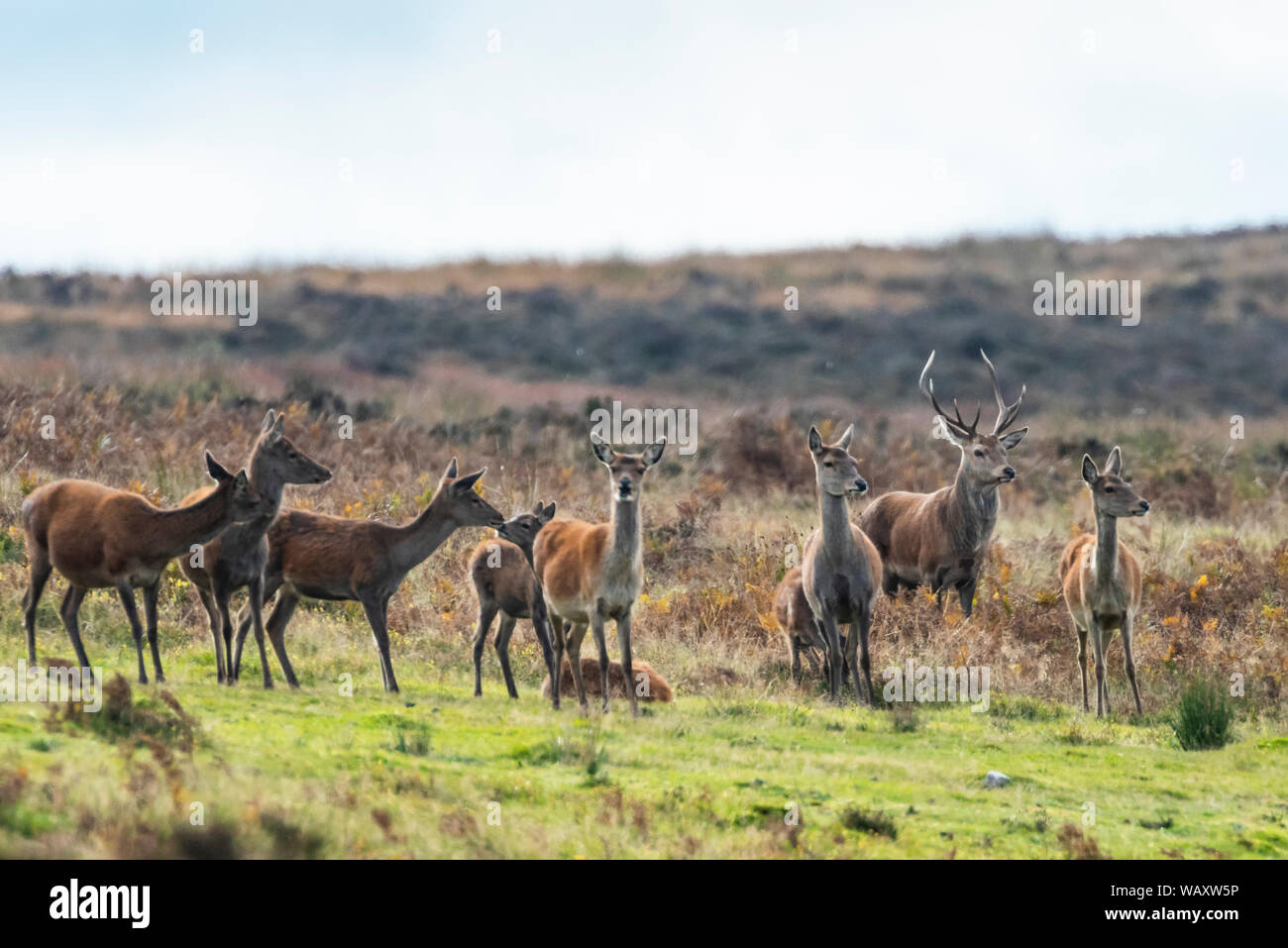 Red deer on Exmoor Stock Photo - Alamy