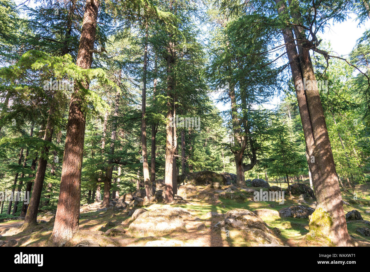 Photo of Pine tree forest in himalayas Stock Photo - Alamy