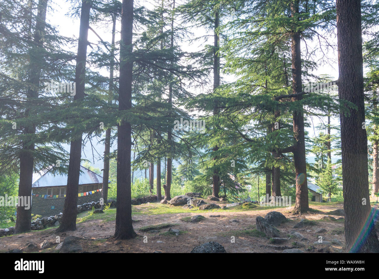 Photo of Pine tree forest in himalayas Stock Photo - Alamy