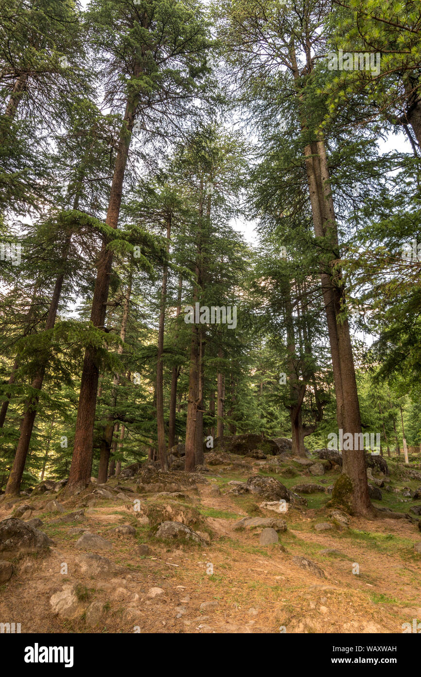 Photo of Pine tree forest in himalayas Stock Photo - Alamy