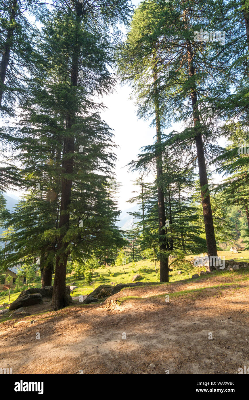 Photo of Pine tree forest in himalayas Stock Photo - Alamy