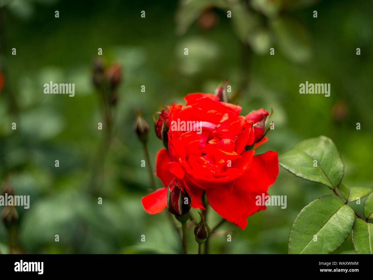 Red Flower in Garden - Himalayas Stock Photo - Alamy