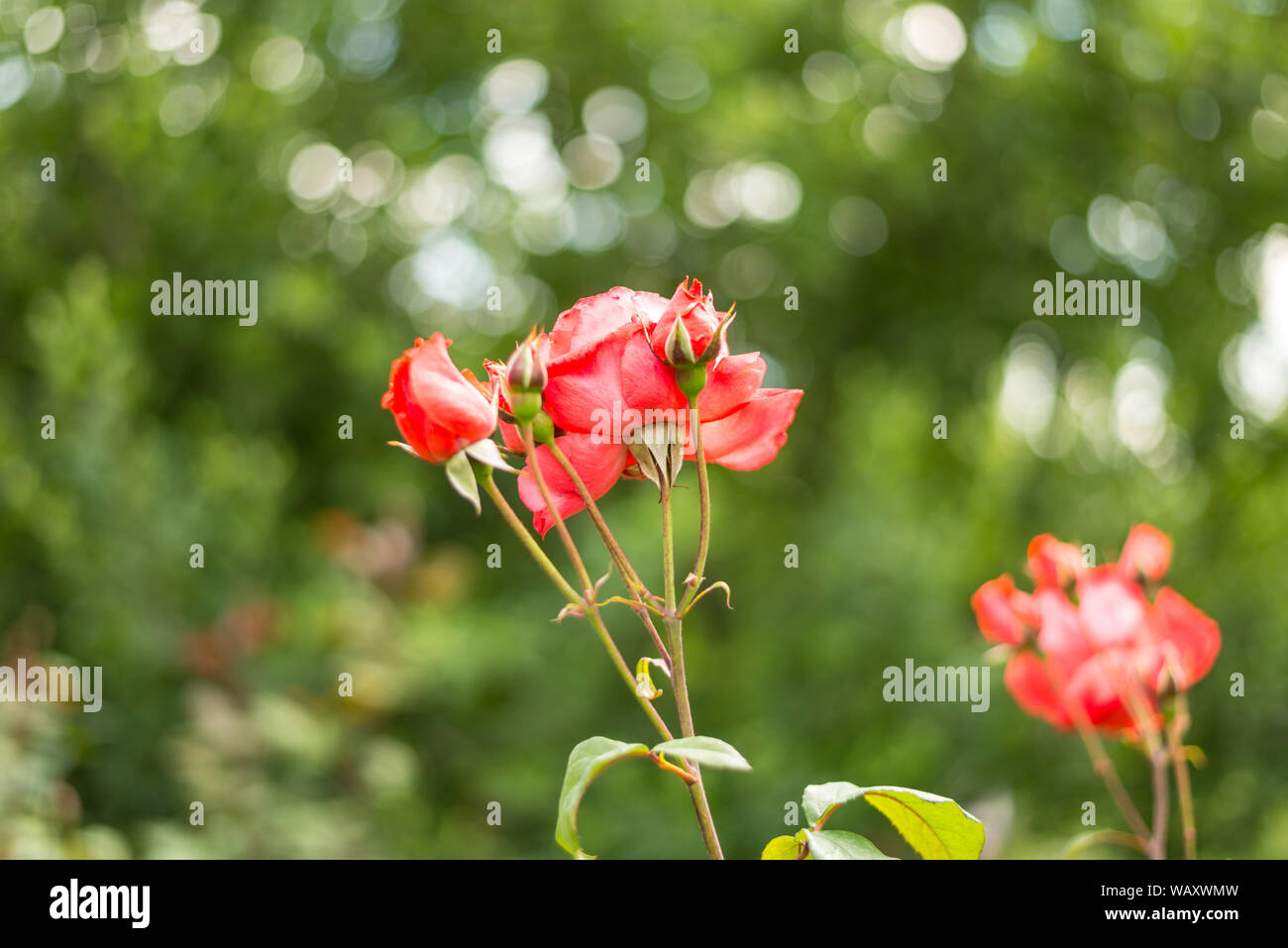 Red Flower in Garden - Himalayas Stock Photo - Alamy
