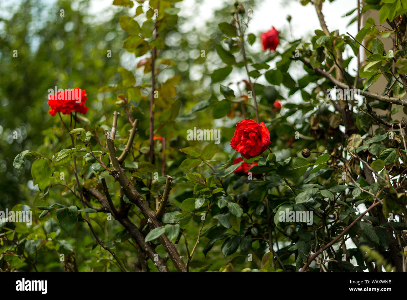 Red Flower in Garden - Himalayas Stock Photo - Alamy