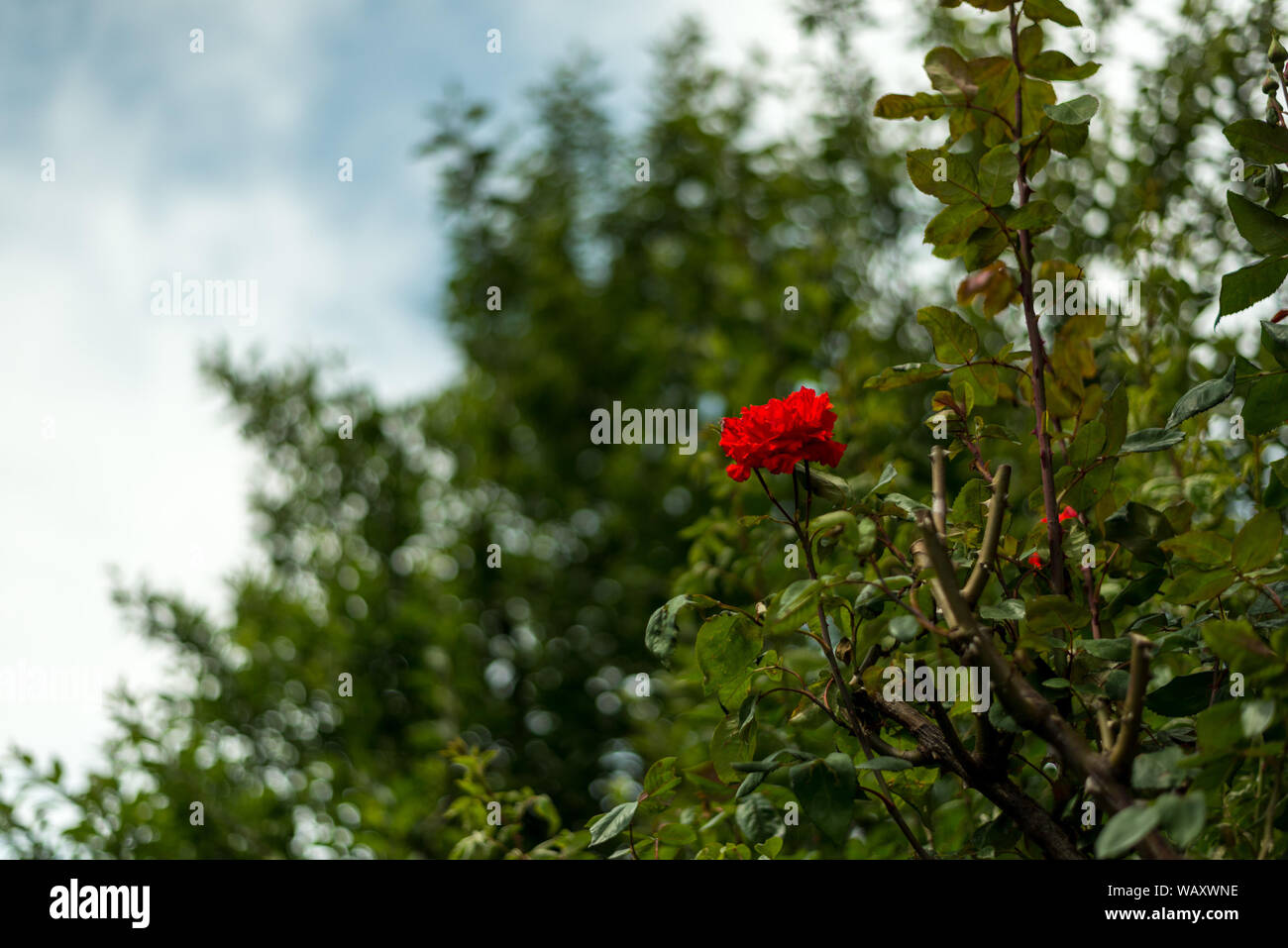 Rose garden in the himalayas hi-res stock photography and images - Alamy