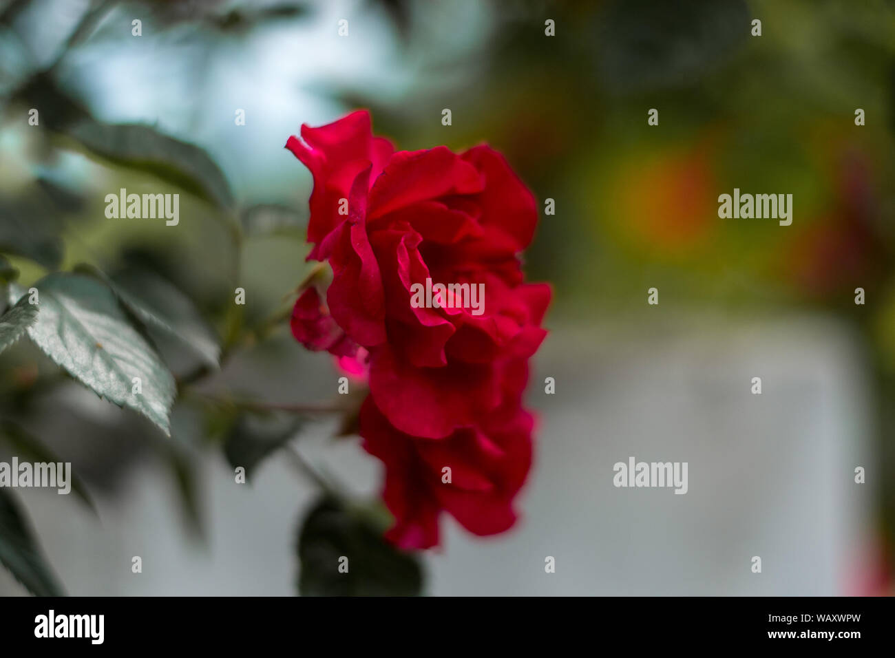 Red Flower in Garden - Himalayas Stock Photo - Alamy