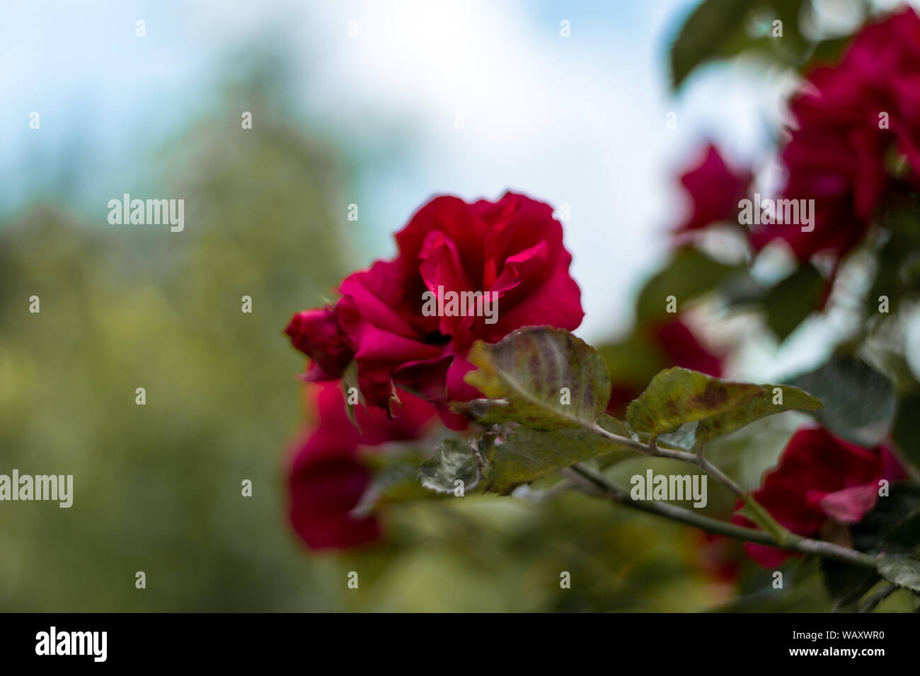Rose garden in the himalayas hi-res stock photography and images - Alamy