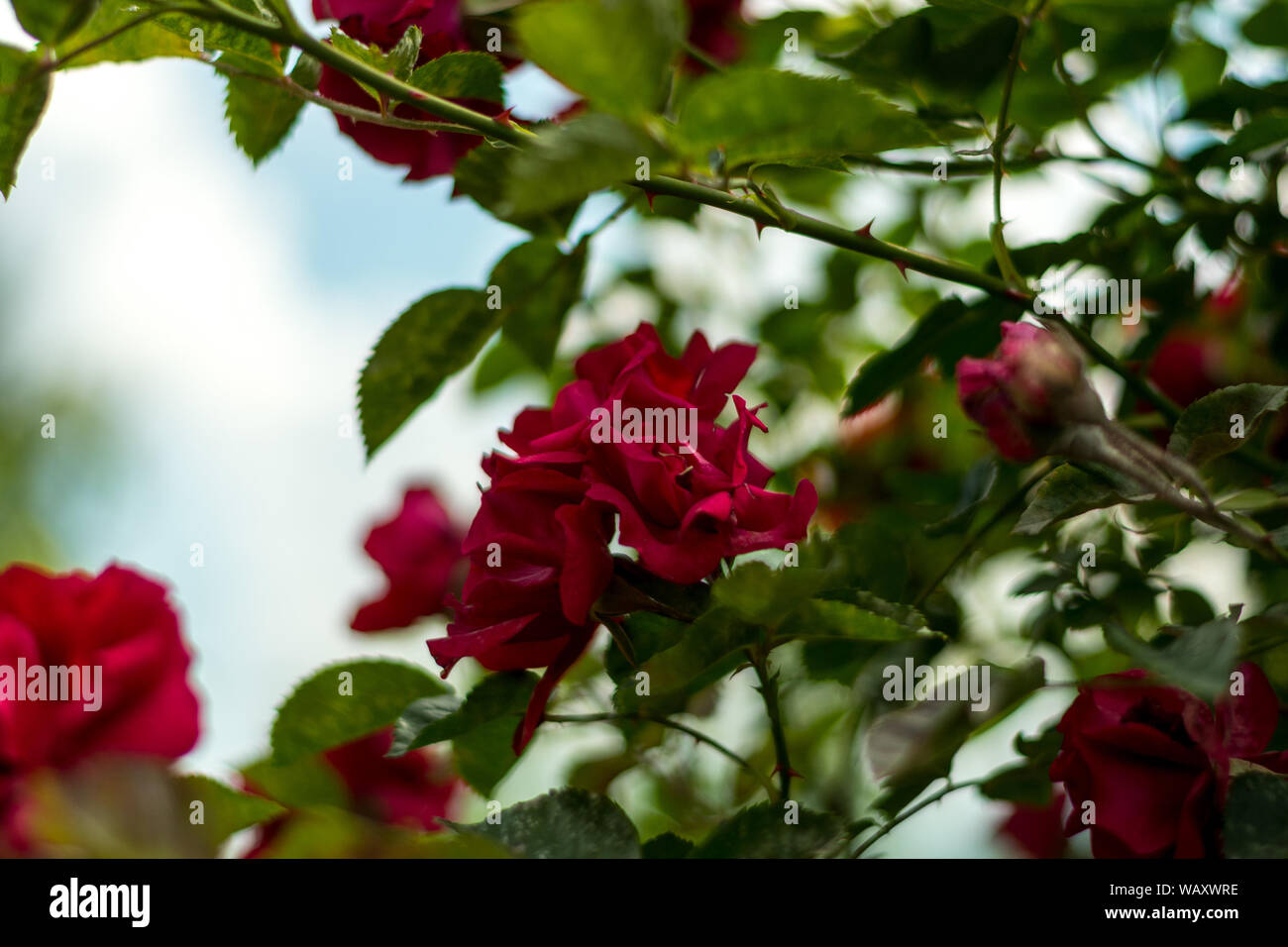 Rose garden in the himalayas hi-res stock photography and images - Alamy